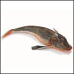 The Caterer - Products & equipment - M&J Seafood credits TV chef for ...