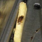 KFC pays out £19,000 after cockroach found munching chip - News