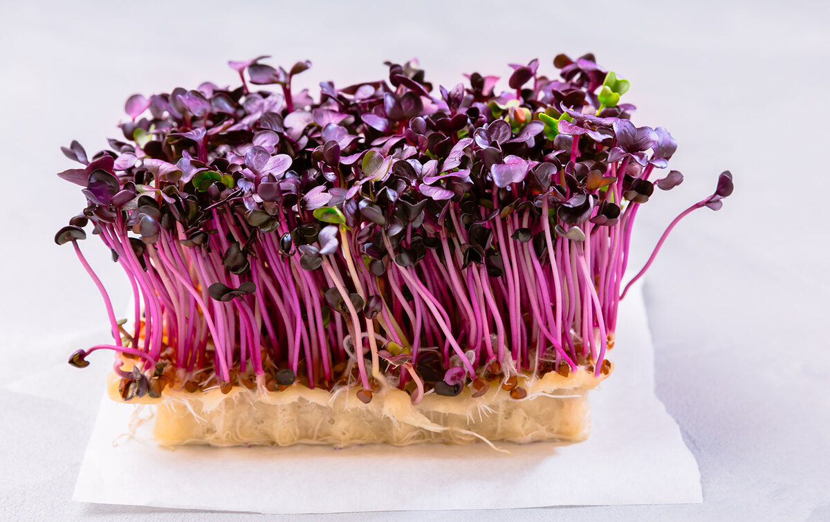 Why shiso is chefs' new favourite herb - InDepth