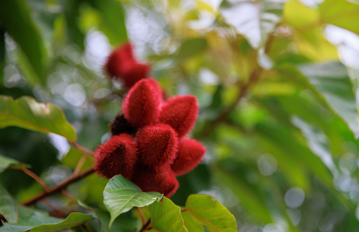 How do chefs use achiote for Mexican food? - InDepth