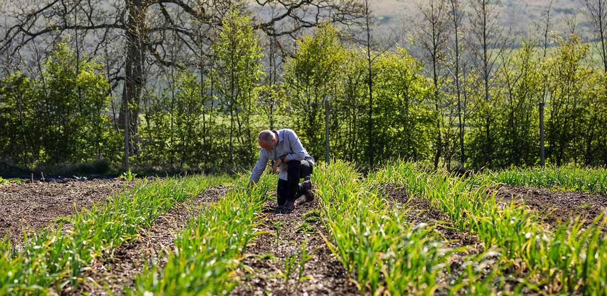 How Simon Rogan’s Our Farm supplies his restaurants - InDepth