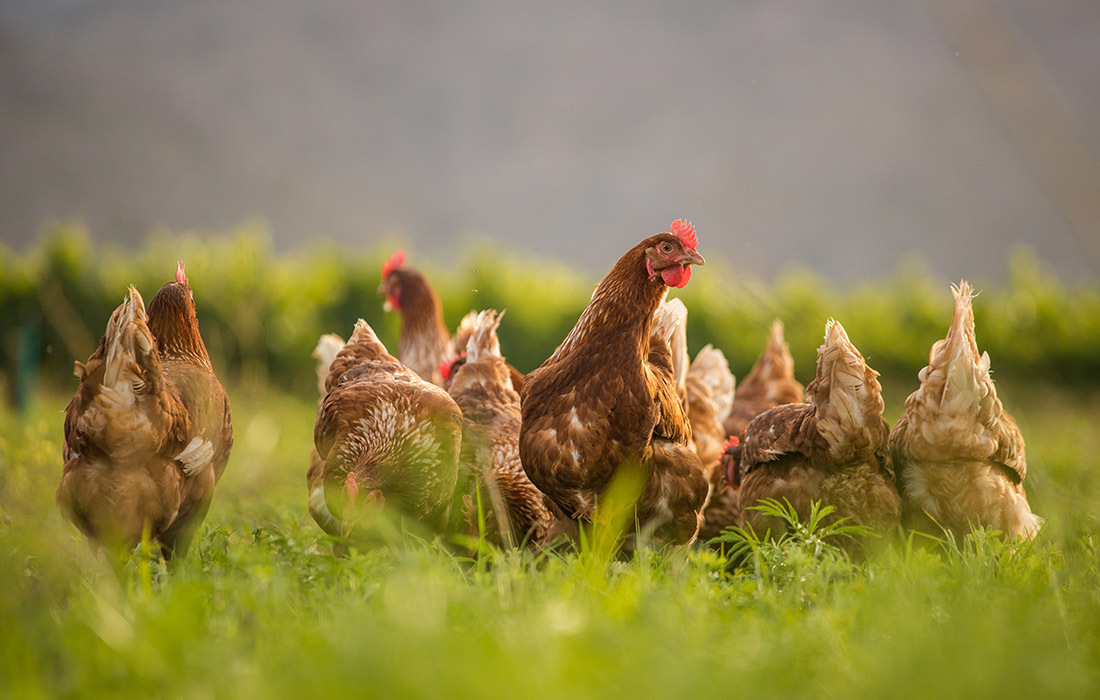 Why can’t hospitality wean itself off ‘frankenchicken’? - InDepth